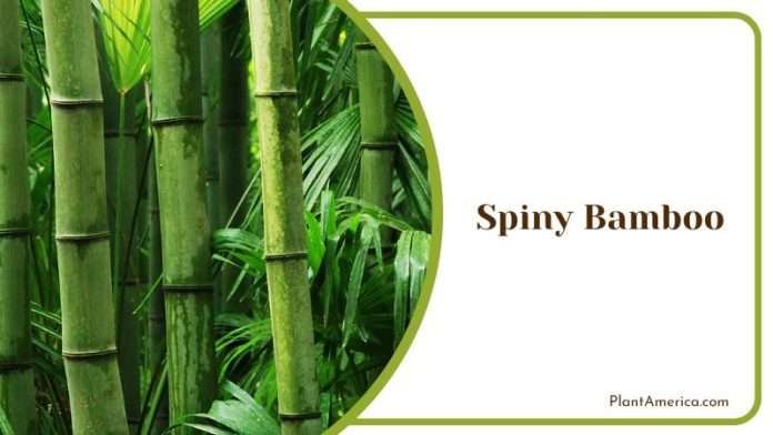 8 Types of Bamboo Plants and Their Unique Features - Plant America