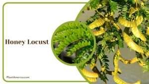 11 Types of Trees in Tennessee for a Beautiful Native Garden - Plant ...