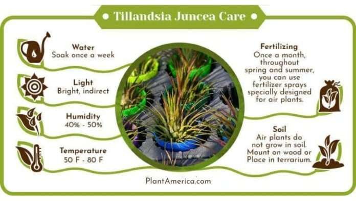 Growing Tillandsia Juncea Care - Air Plants for Beginners - Plant America