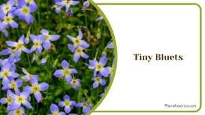 19 Blue Weeds: Identify and Eliminate the Most Common Ones - Plant America