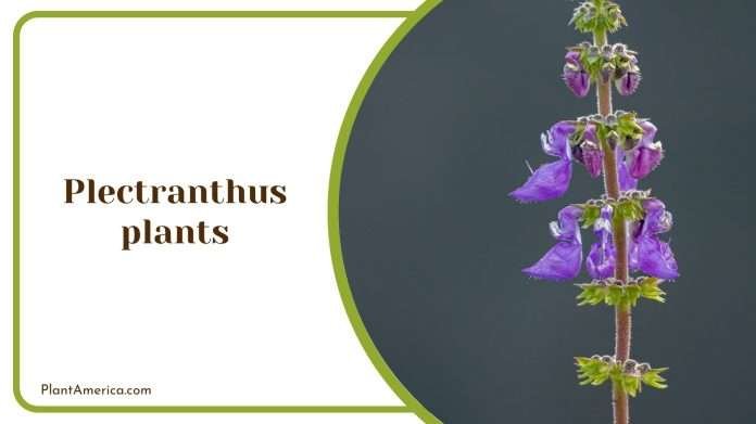 17 Purple Stemmed Plants With Purple and Green Leaves - Plant America