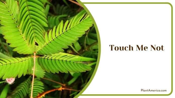 Outdoor Plants That Don’t Need Sunlight: Beautiful Yet Tolerant Plants ...
