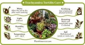 Trachyandra Tortilis: Taking Care of This Long-Life Succulent - Plant ...