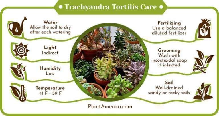 Trachyandra Tortilis: Taking Care of This Long-Life Succulent - Plant ...