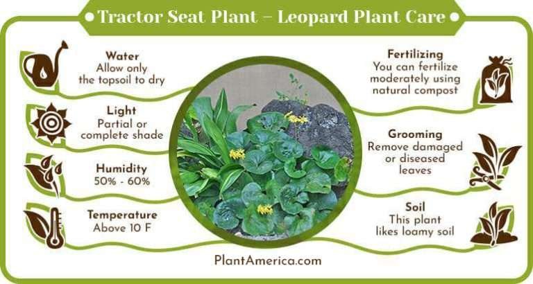 Tractor Seat Plant - Leopard Plant: The Best Care Tips to Grow It ...