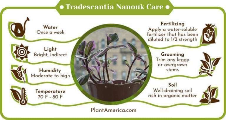 Tradescantia Nanouk: Complete Care Guide and Plant Profile - Plant America