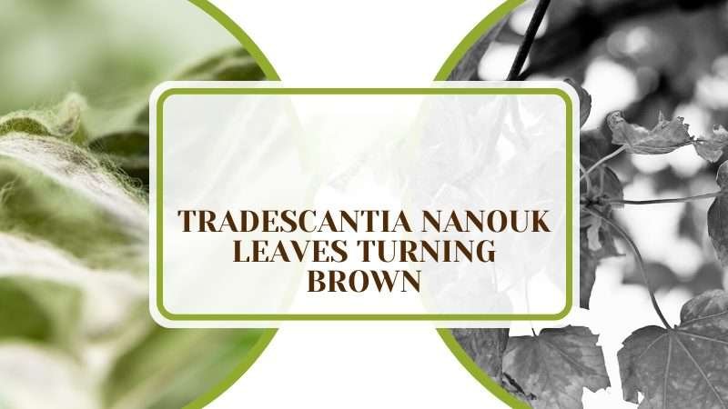 Tradescantia Nanouk Leaves Turning Brown: Guide To Treating - Plant America
