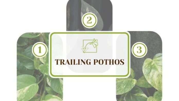 Trailing Pothos: A Wonderful Vine for Home Gardens - Plant America