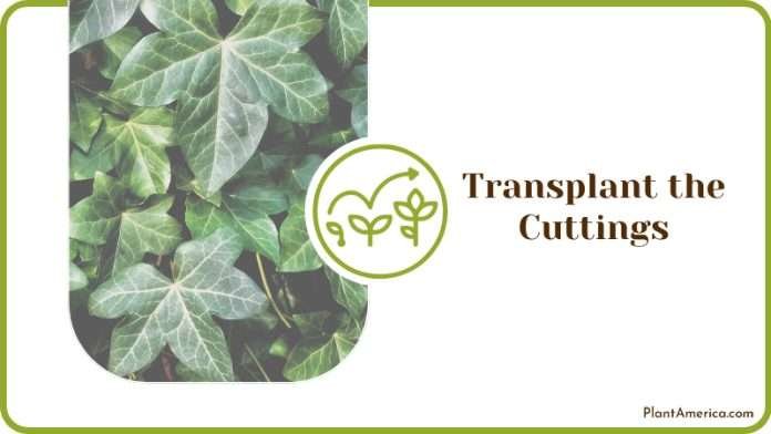 How To Propagate Ivy Plants: A Step-by-Step Detailed Guide - Plant America