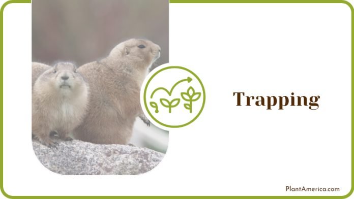 How to Get Rid of Prairie Dogs Effectively - A Complete Guide - Plant ...