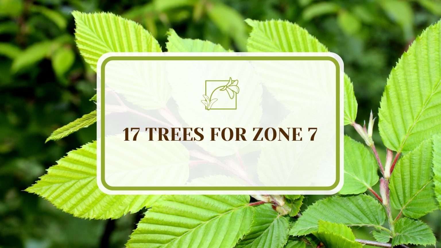 17 Trees for Zone 7: Select The Right Tree For Your Region! - Plant America