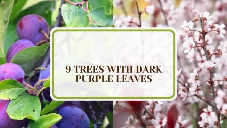9 Trees With Dark Purple Leaves You Can Choose From - Plant America