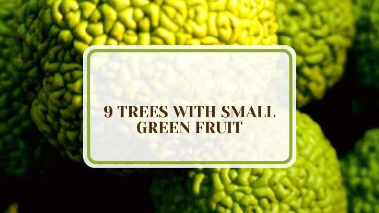 9 Trees With Small Green Fruit: What Fruiting Tree Is That? - Plant America