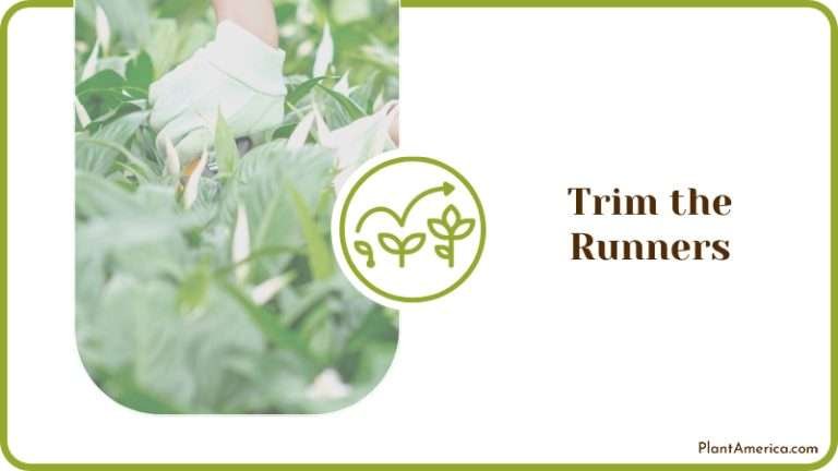 How to Prune Strawberry Plants: Easy Guide To Trim Growth - Plant America