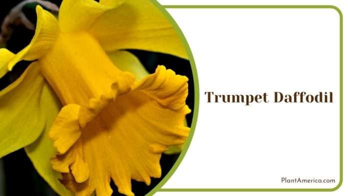 Flowers That Look Like Trumpets: 10 Options For Your Garden - Plant America