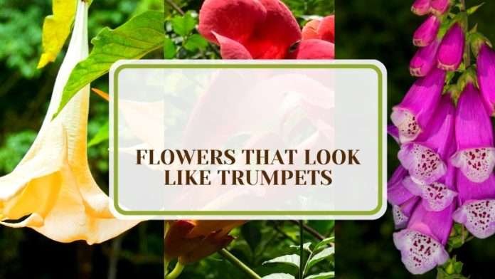 Flowers That Look Like Trumpets: 10 Options For Your Garden - Plant America