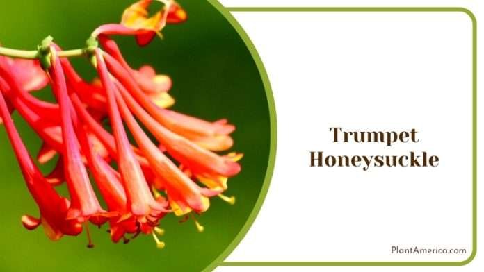 Flowers That Look Like Trumpets: 10 Options For Your Garden - Plant America