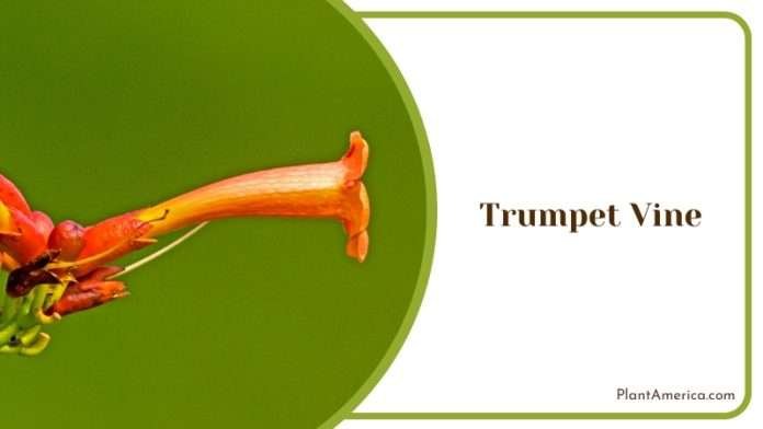 Flowers That Look Like Trumpets: 10 Options For Your Garden - Plant America