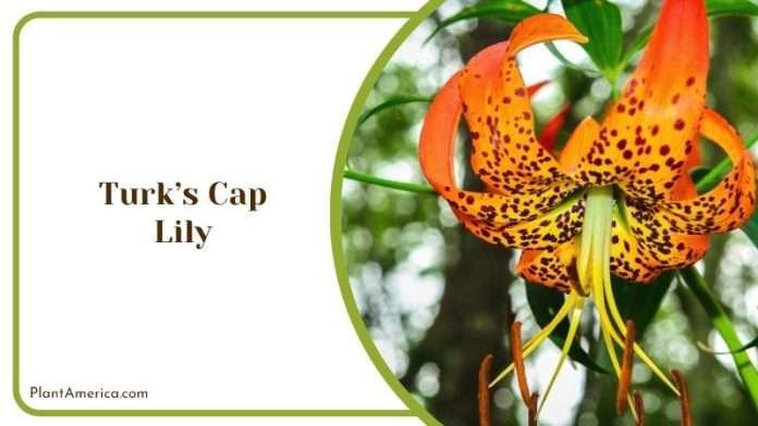18 Dark Lilies to Satisfy Your Dramatic Gardening Aesthetics - Plant ...