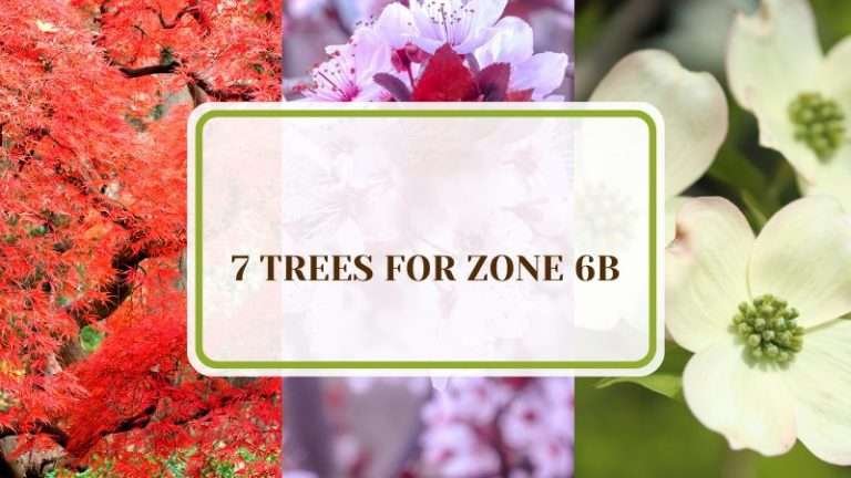 7 Trees for Zone 6B: The Perfect Cold Hardy Trees - Plant America