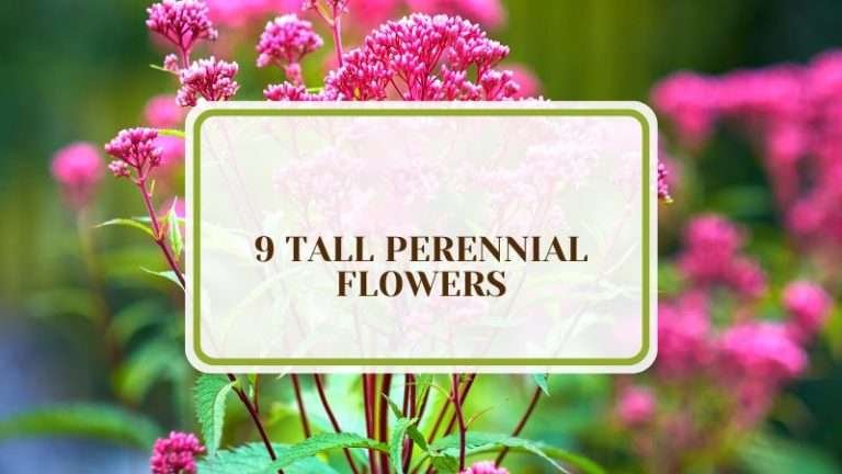 9 Tall Perennial Flowers To Have in Your Landscape - Plant America