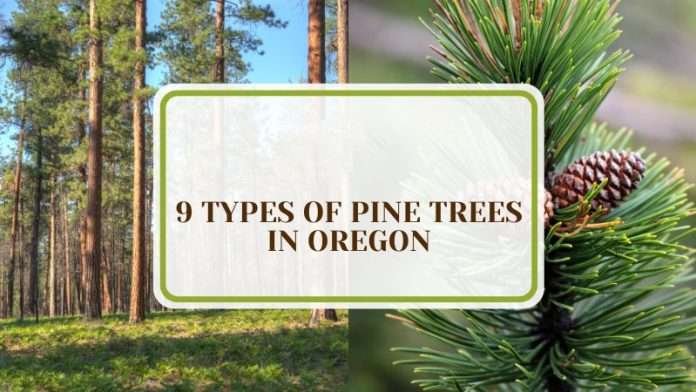 9 Types of Pine Trees in Oregon To Elevate Your Landscape - Plant America