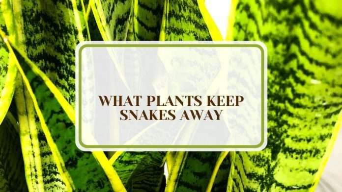 What Plants Keep Snakes Away: 11 Ultimate Greens - Plant America