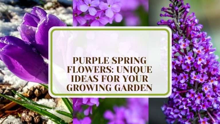 44 Purple Spring Flowers: Unique Flower Ideas for Your Growing Garden ...