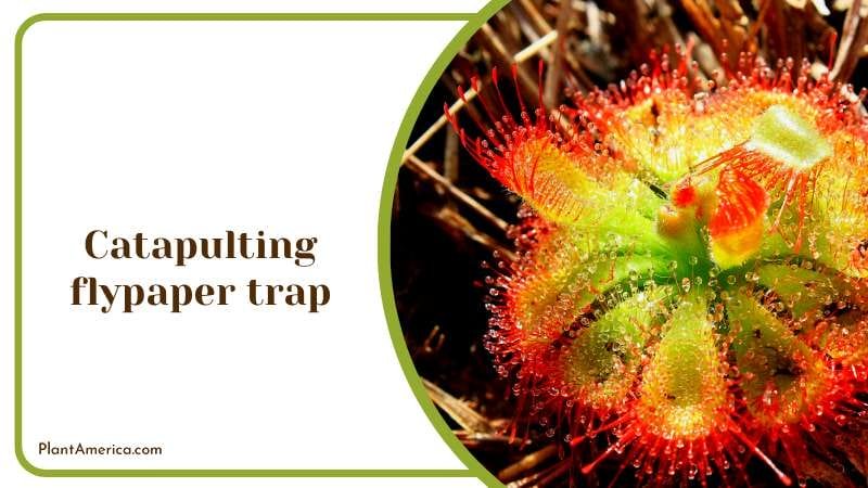 8 Plants Like the Venus Fly Trap to Have in Your Garden - Plant America