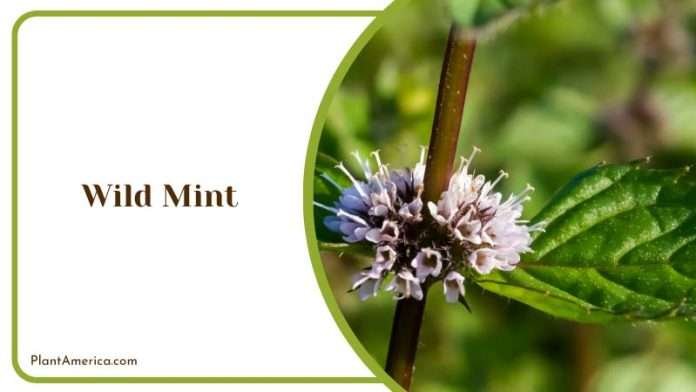 6 Mint Plants With Purple Flowers for Every Garden - Plant America