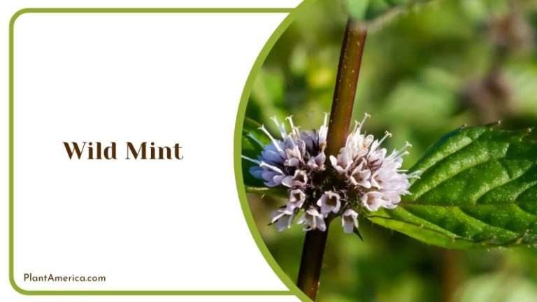 6 Mint Plants With Purple Flowers for Every Garden - Plant America