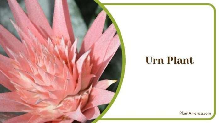 7 Plants Starting With U That You Never Could Have Imagined - Plant America