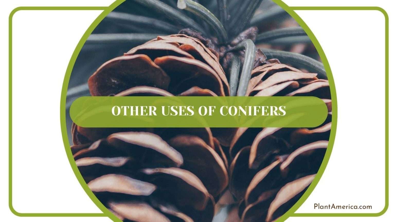Deciduous Vs Coniferous Trees: Their Differences and More - Plant America