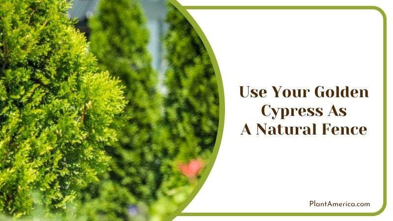 5 Landscaping With Golden Mop Cypress Ideas for Your Yard - Plant America