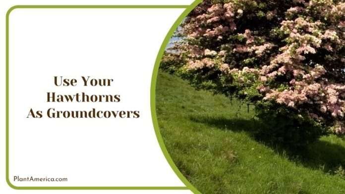 7 Landscaping Ideas With Indian Hawthorn for a Pretty Yard - Plant America