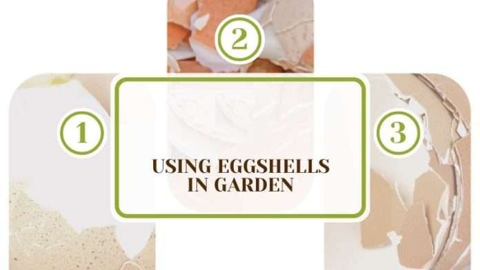 Using Eggshells in Garden With 13 Tips: Grow Healthier Crops - Plant ...