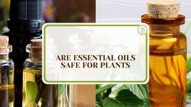 Are Essential Oils Safe for Plants: The Right Ways to Use - Plant America