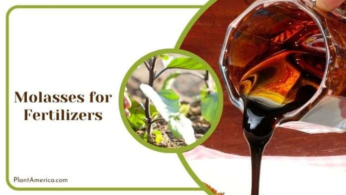 How Often Should I Use Molasses on My Plants: Detailed Guide - Plant ...