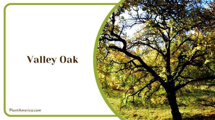 16 California Oak Trees That Thrive in Most Climates - Plant America