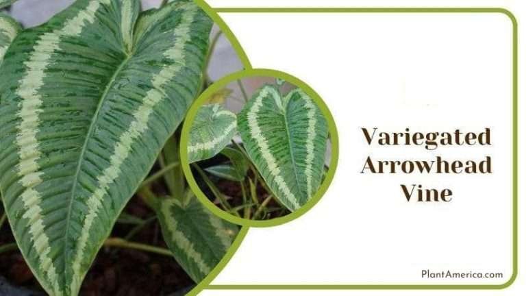 11 Plants Similar to Pothos To Add More Greenery to Your House - Plant ...