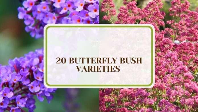20 Butterfly Bush Varieties That Are Great for Ornamentation - Plant ...