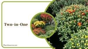 17 Landscaping With Mums Ideas: A Guide To Get You Started Right ...