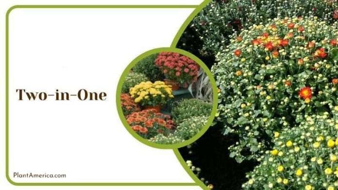 17 Landscaping With Mums Ideas: A Guide To Get You Started Right ...