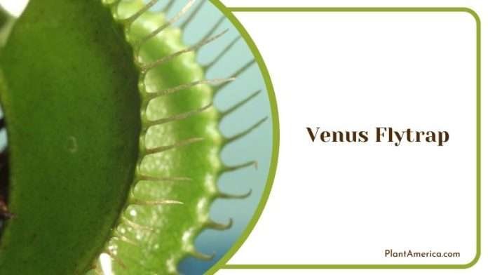 6 Plants That Eat Fruit Flies – Get Rid of the Insects! - Plant America