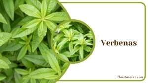 6 Plants with Square Stems: Best Herbs to Plant - Plant America
