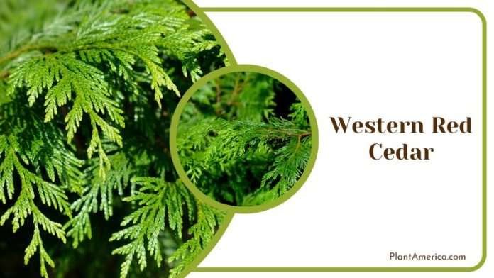 How Tall Do Cedar Trees Grow? Know the Average Height - Plant America