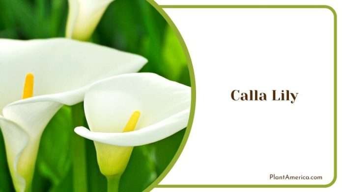 Nine Yellow Lilies Flowers That Look Like Sunshine - Plant America