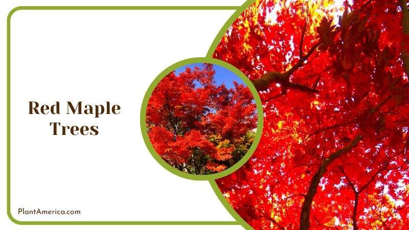 10 Types of Trees in Kentucky: Adding Vibrancy to Your Home - Plant America