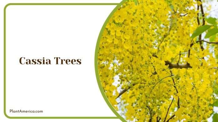 18 Trees with Long Seed Pods to Bring Whimsy to Your Yard - Plant America