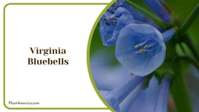 8 Plants That Start With V: Very Pretty Plants for You - Plant America